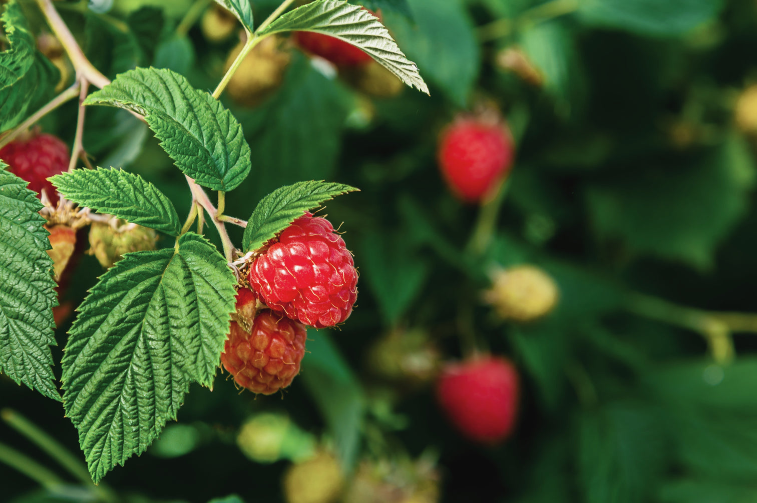 Red Raspberry Leaf – Avery Apothecary