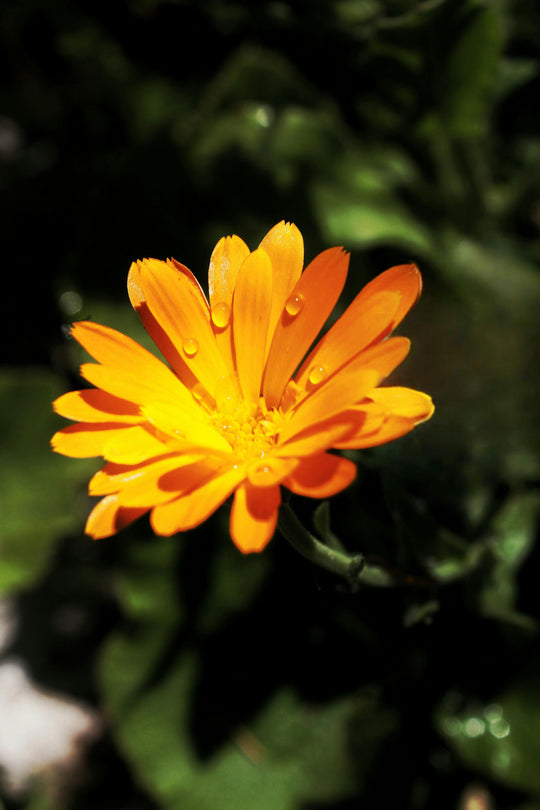 Calendula (skin), Calendula officinalis – Avery Apothecary