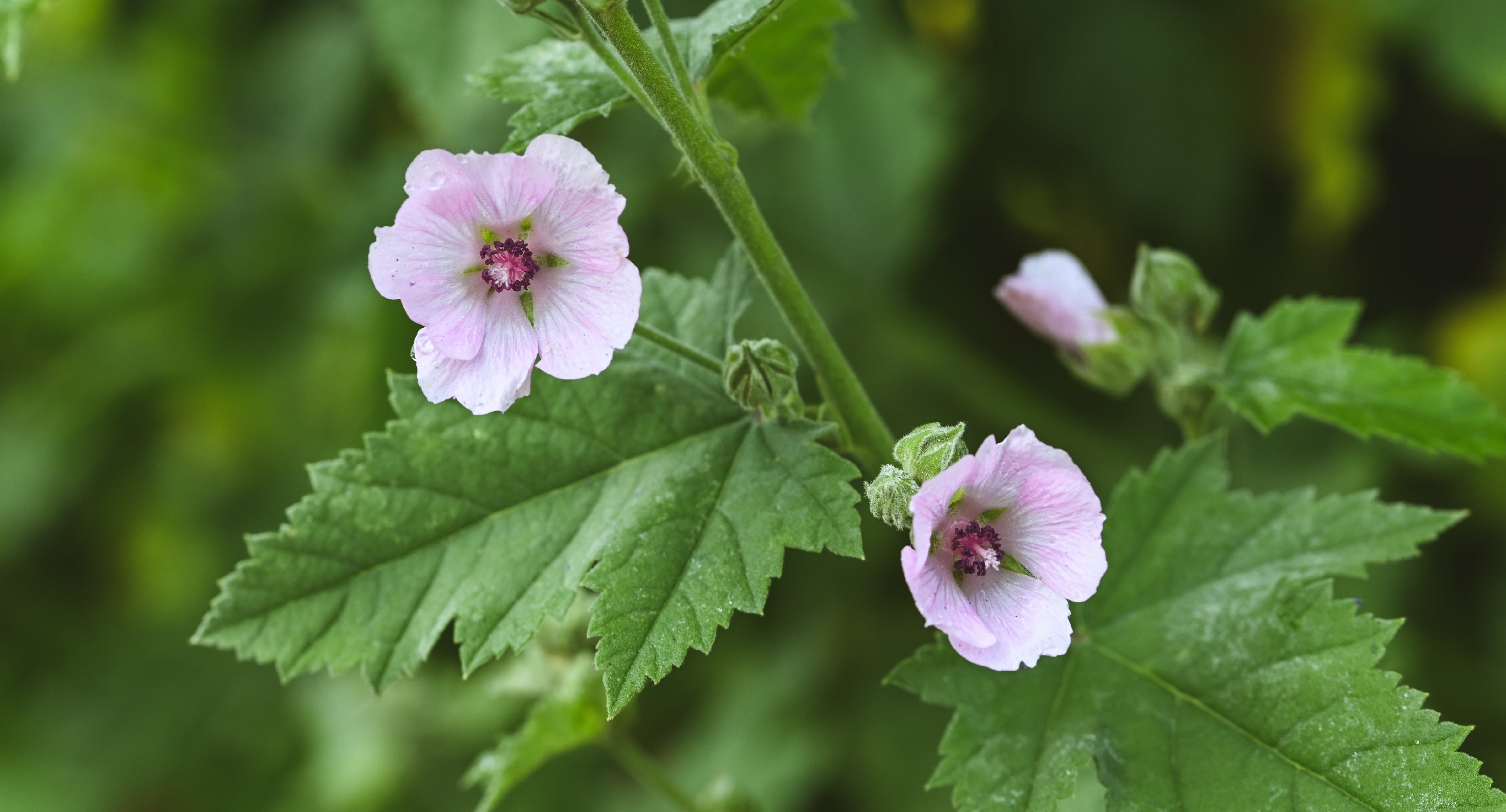 Demulcent Herbs – Avery Apothecary