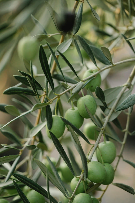 Olive leaf, Olea europaea – Avery Apothecary