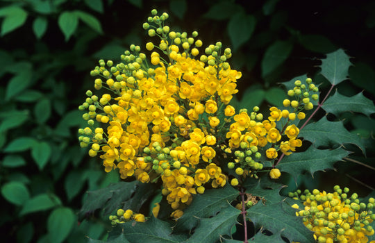 Oregon Grape root, Mahonia spp – Avery Apothecary