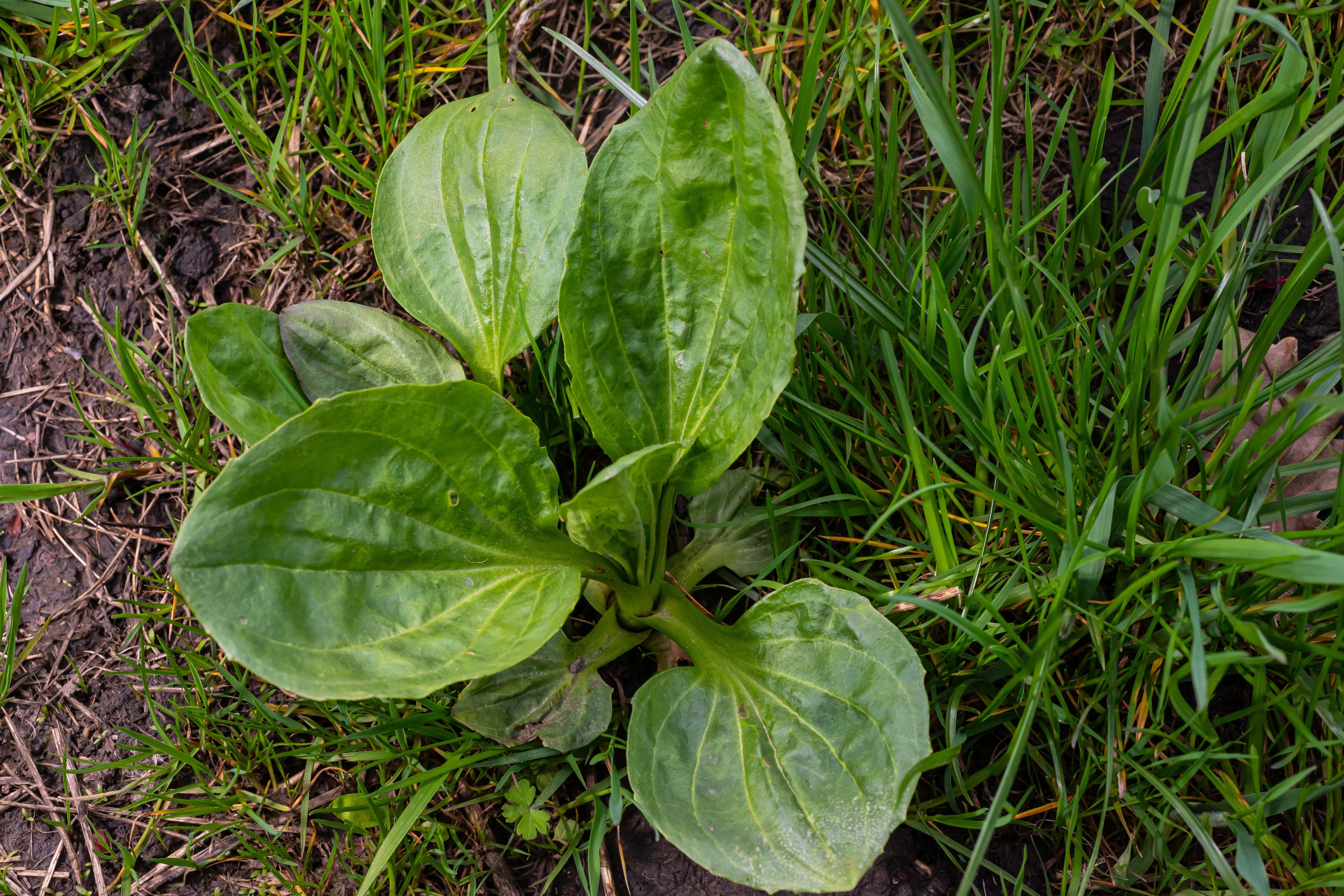 Plantain (skin), Plantago major – Avery Apothecary