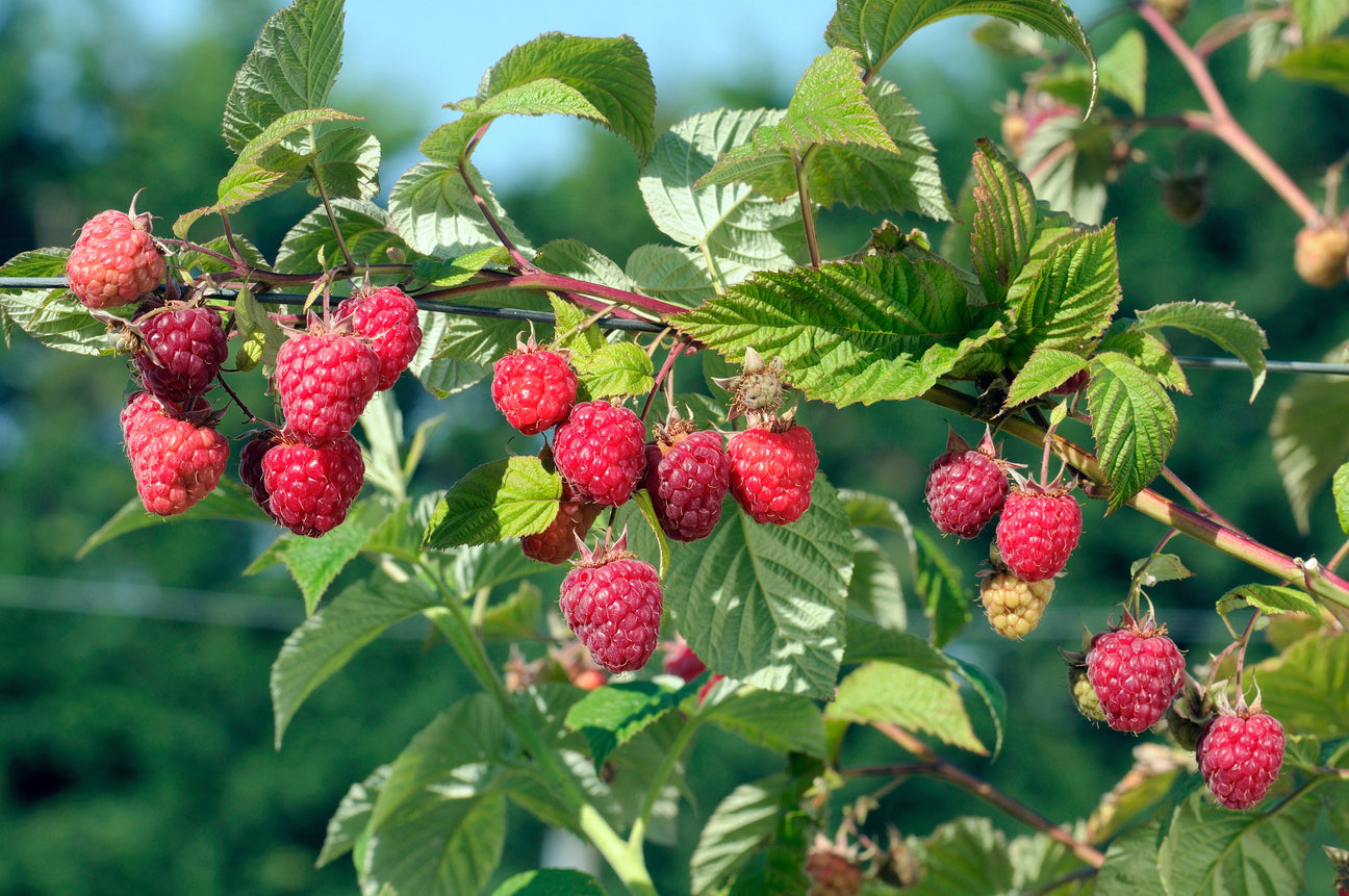 Red raspberry leaf, Rubus idaeus – Avery Apothecary