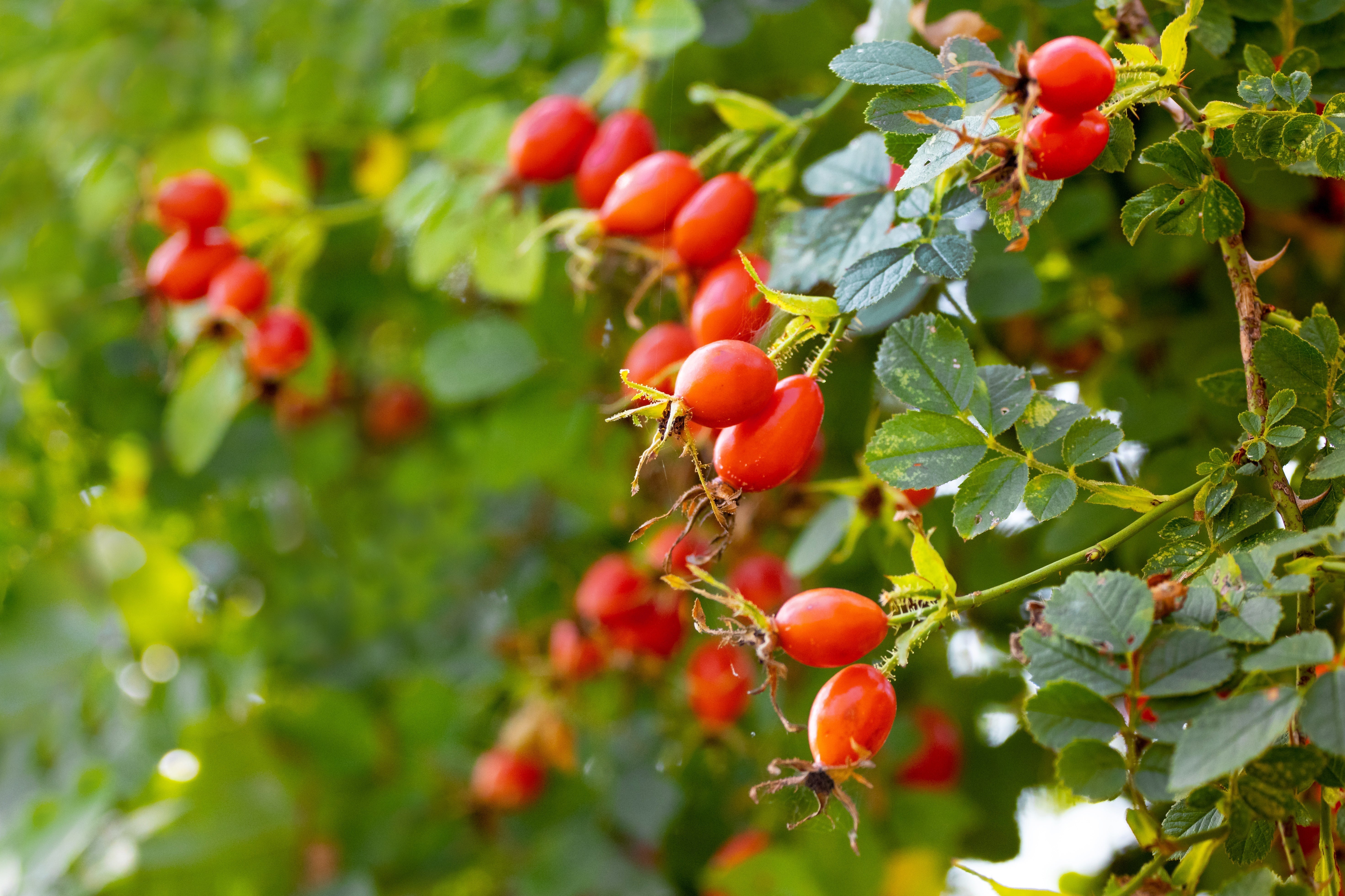 Nutritive Herbs For Longevity – Avery Apothecary