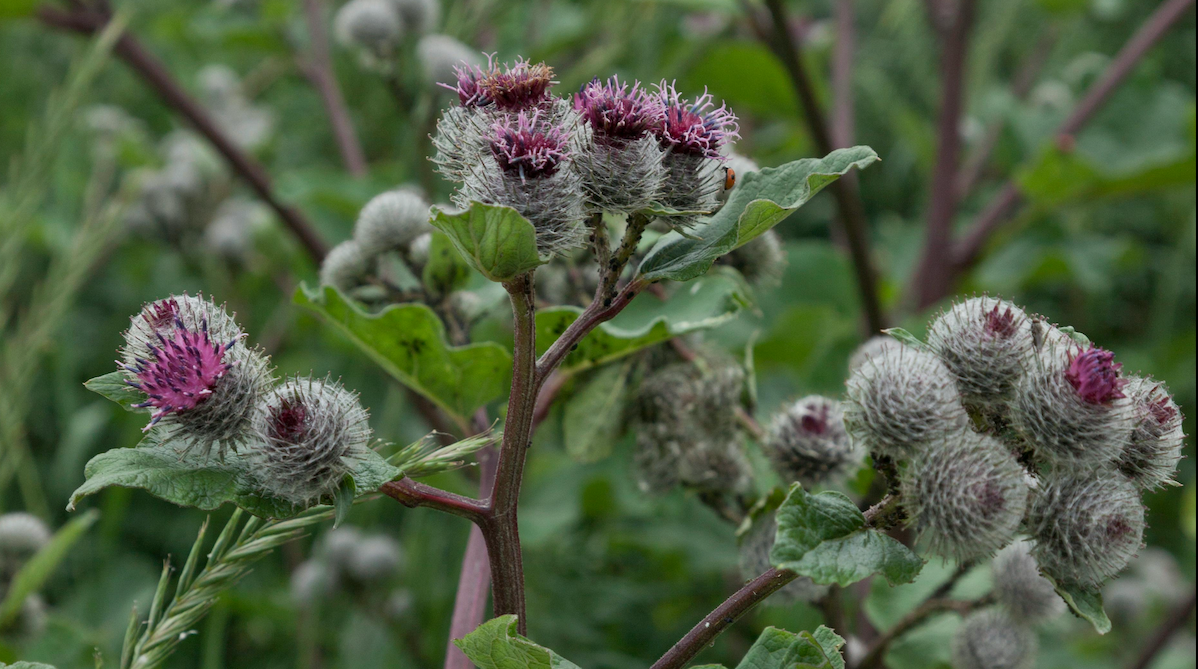 Burdock Root & Seed, Articum lappa – Avery Apothecary