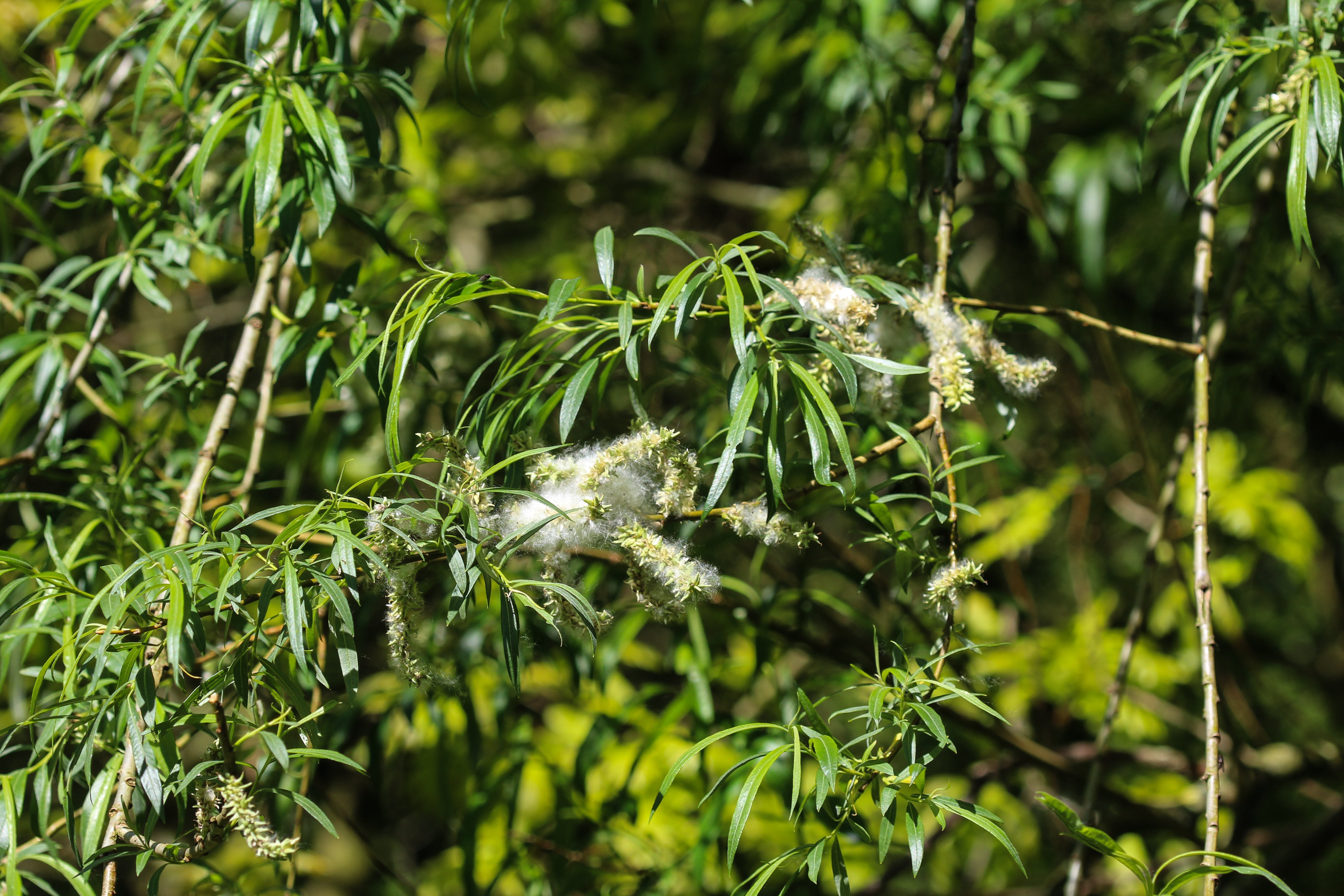 White willow (skin), Salix spp – Avery Apothecary