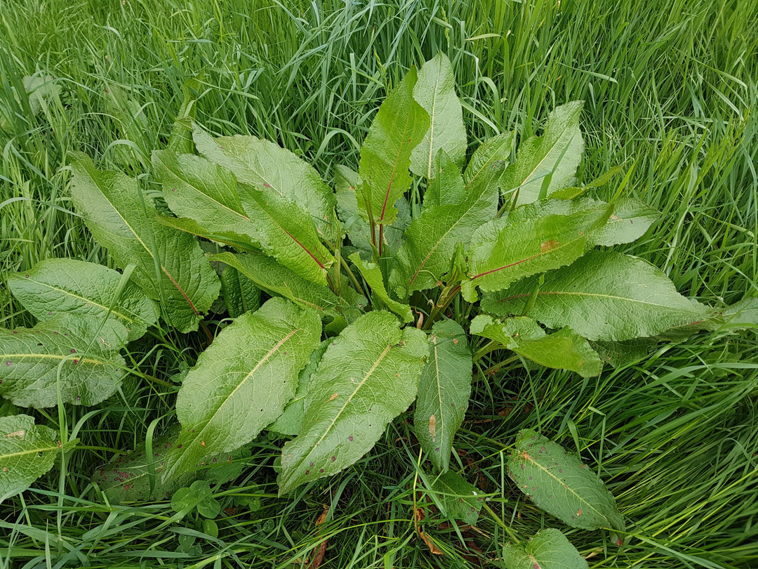 Yellow dock root, Rumex crispus – Avery Apothecary