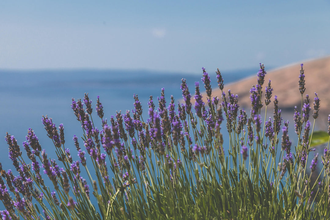 Cooling Herbs For Summer – Avery Apothecary